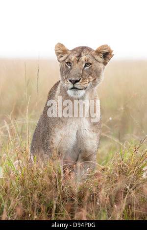 Single Lioness sitting in the rain in the light scrub in the Masai Mara ...