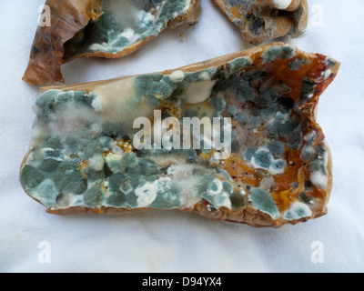 Mould growth on a baked neglected butternut squash a week after cooking ...