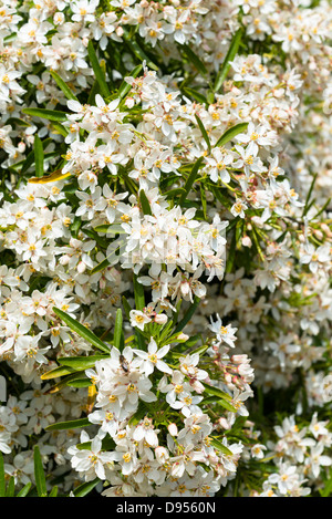 Choisya Aztec Pearl Stock Photo - Alamy