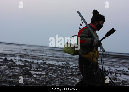 An oyster farmer walks in from the oyster beds during low tide ...