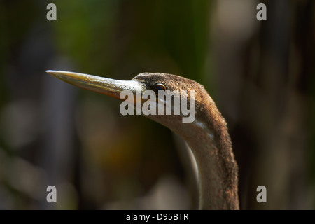Juvenile African darter (Anhinga rufa) displaying its snake-like neck ...
