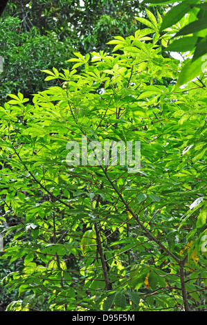 Tapioca agriculture field kerala India Stock Photo - Alamy