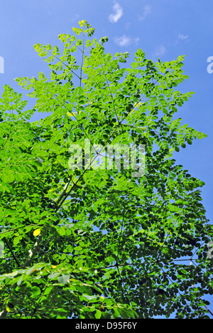 Moringa medicinal tree with blue sky and cloud Stock Photo - Alamy