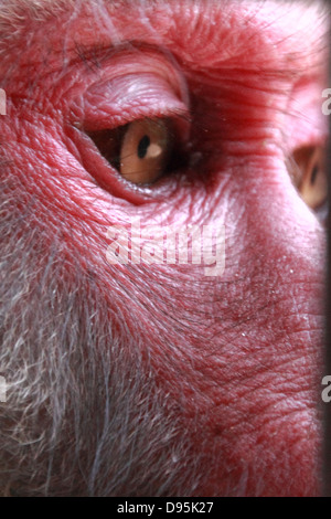The Japanese macaque (Macaca fuscata), face in red, also known as the ...