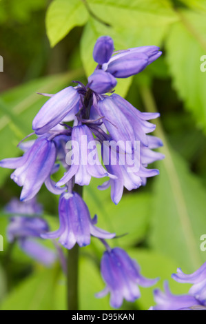 Single bluebell stem Stock Photo - Alamy