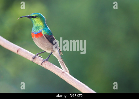 Male sunbird flying Stock Photo - Alamy