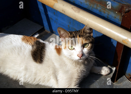 The appearance of a lovely cat, quiet Stock Photo - Alamy