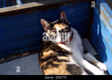 The appearance of a lovely cat, quiet Stock Photo - Alamy