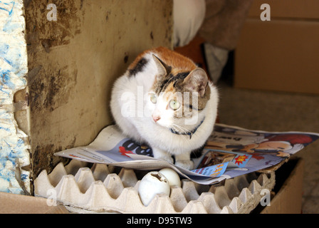 The appearance of a lovely cat, quiet Stock Photo - Alamy