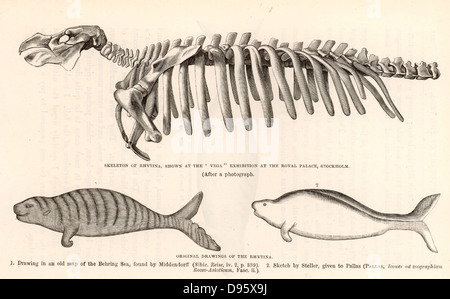 Steller's Sea Cow (Hydrodamalis gigas) extinct species, illustration ...