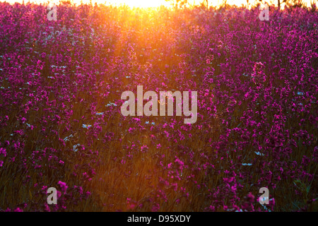 blossoming meadow in sun beams Stock Photo - Alamy