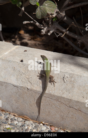 Maltese Wall Lizard, Valletta, Malta Stock Photo - Alamy