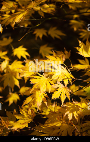 Acer palmatum 'Mirte', Japanese Maple, in autumn Stock Photo - Alamy