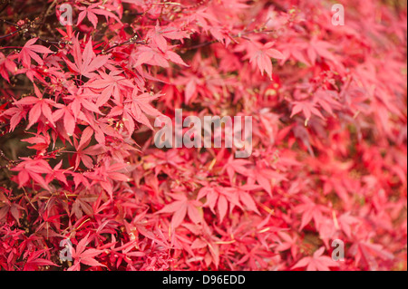 Acer palmatum 'Englishtown'. Japanese Maple, in autumn Stock Photo - Alamy