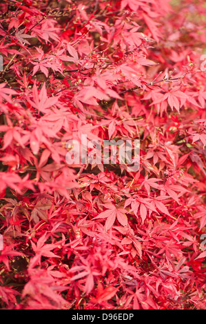 Acer palmatum 'Englishtown'. Japanese Maple, in autumn Stock Photo - Alamy