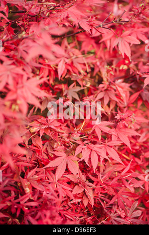 Acer palmatum 'Englishtown'. Japanese Maple, in autumn Stock Photo - Alamy