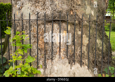 A tree trunk that has grown through the metal railings of a fence Stock ...