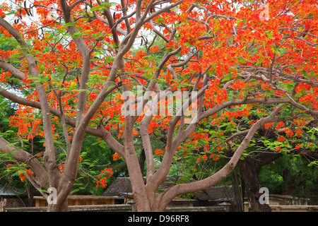 A FIRE TREE (Morella faya) in full bloom - BAGAN, MYANMAR Stock Photo ...