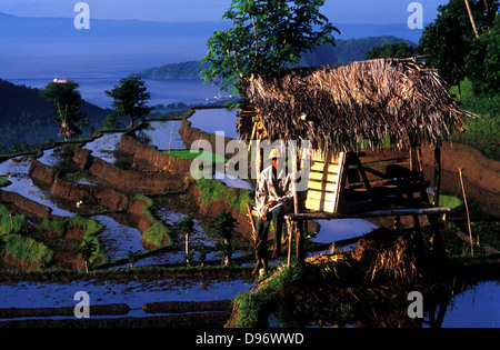 rice terraces putung hill manggis east bali indonesia Stock Photo - Alamy