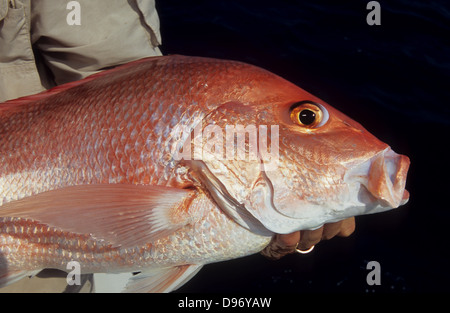 A fisherman holds a red snapper caught while deep sea fishing in the ...
