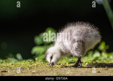 Germany, Bavaria, Barnacle goose chick on grass Stock Photo - Alamy