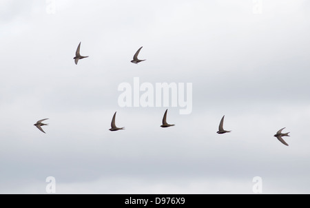 Common Swift (Apus apus) flock, in flight, screaming over water, Spain ...