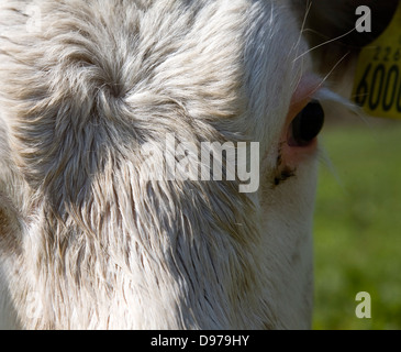 Close up of a herd of pedigree Hereford cattle, a native British Breed ...