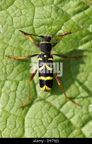 Clytus arietis, a wasp beetle, it is a wasp-mimicking longhorn beetle ...