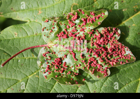 Maple tree disease by the gall mites causing red bumps on leaves; maple ...