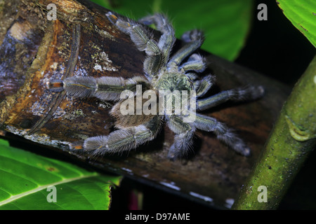 Trinidad chevron tarantula (Psalmopoeus cambridgei), view from above ...