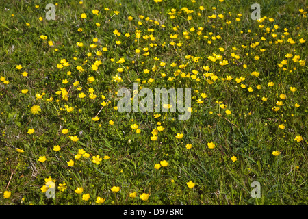 Buttercups growing in an English meadow in early summer Stock Photo - Alamy
