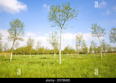 Plantation of cricket bat willow trees, Salix alba Caerulea, Suffolk ...