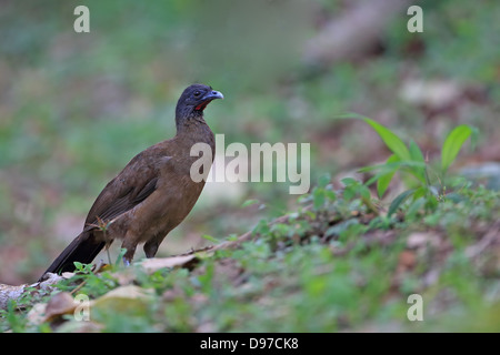 Rufous-vented Chachalaca - Ortalis ruficauda Stock Photo - Alamy