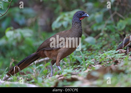 Rufous-vented Chachalaca (Ortalis ruficauda ruficauda) Tobago, Trinidad ...