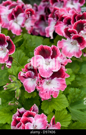 Pelargonium 'Royal Princess' Stock Photo - Alamy