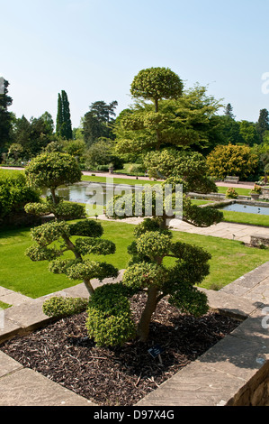 Ilex crenata: Japanese Holly topiary pruned in cloud tree shape ...
