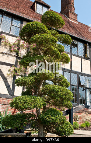 Japanese holly (Ilex crenata), garden bonsai Stock Photo - Alamy