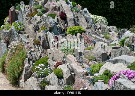 Alpine mountain flora for Every Garden, Rock garden Stock Photo - Alamy