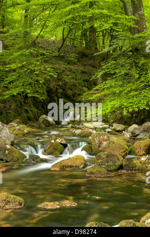 Dendles Wood, National Nature Reserve Devon Stock Photo - Alamy