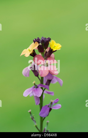 Erysimum Mutabile. Wallflowers Stock Photo - Alamy