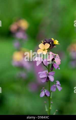 The flowers of a wallflower (Erysimum mutabile Stock Photo - Alamy