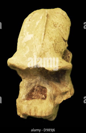 The robust australopithecines Stock Photo - Alamy