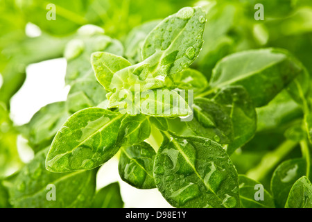 Eton crop basil on white background, close up Stock Photo - Alamy