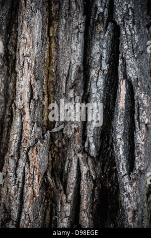 texture, wood, textures, woodland, woodlands, woods Stock Photo - Alamy
