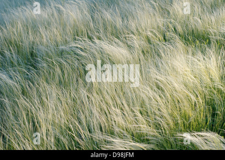 Feather grass, needle grass, or spear grass (Stipa sp.) Crimea, Ukraine ...