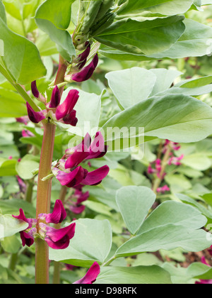 Crimson flowered Broad Bean plant Stock Photo - Alamy