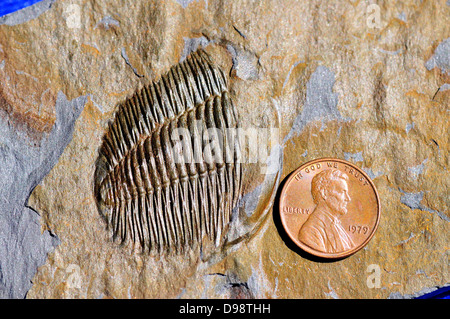 Fossil trilobite Angelina Sedgwickii of Ordovician age. Deformed fossil ...