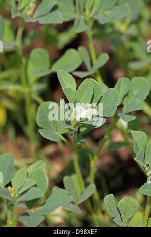 Fenugreek, Trigonella foenum-graecum, young plants growing Stock Photo ...