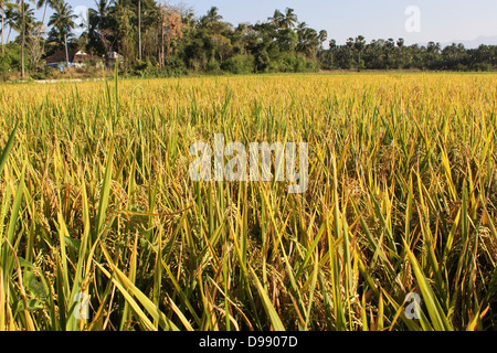 Paddy Field of Kerala, India Stock Photo - Alamy