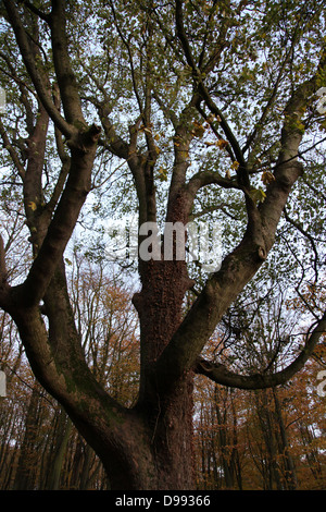 Wide spread branches of a very old tree Stock Photo - Alamy